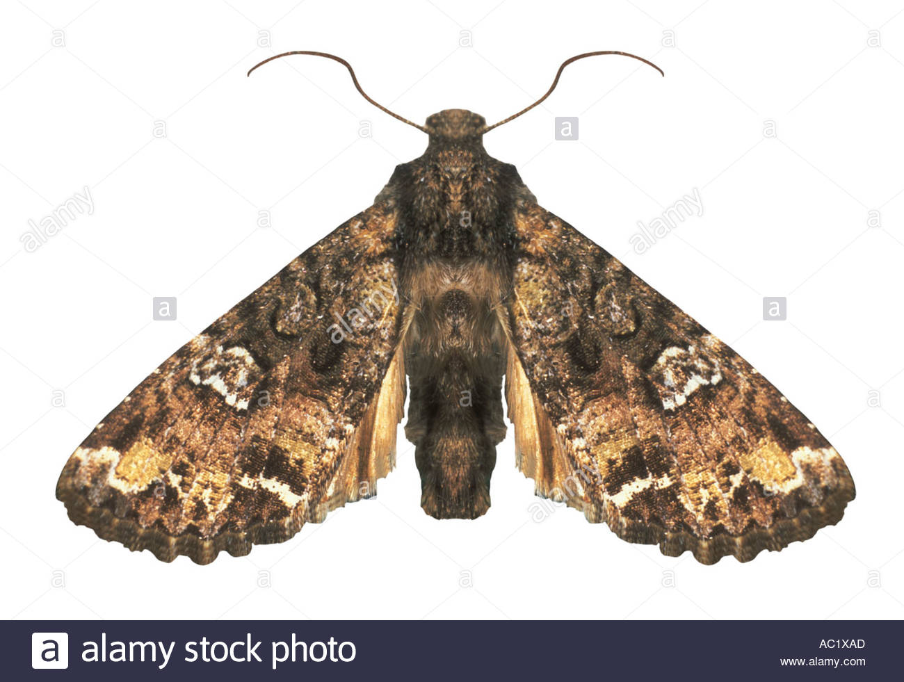 Mamestra High Resolution Stock Photography and Images - Alamy