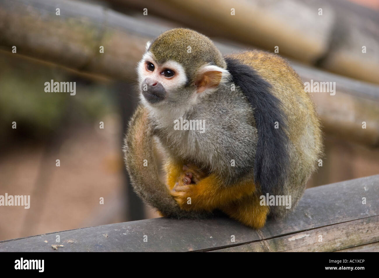Colchester zoo monkey hi-res stock photography and images - Alamy