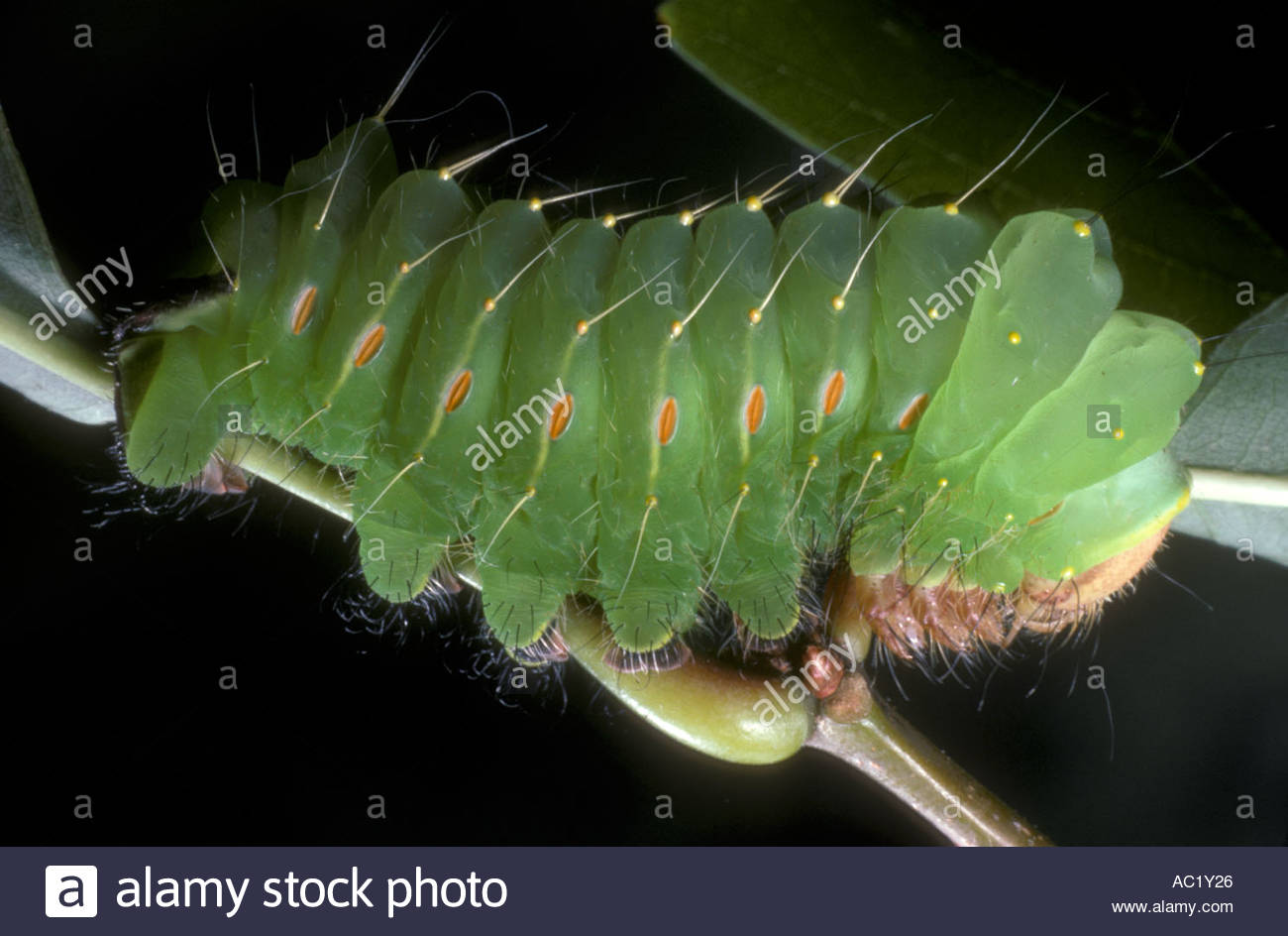 Giant Silkmoth High Resolution Stock Photography and Images - Alamy