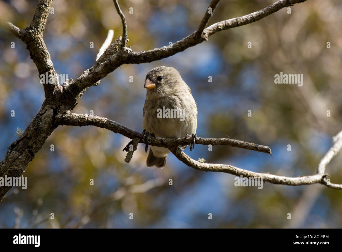 Galapagos finches hi-res stock photography and images - Alamy