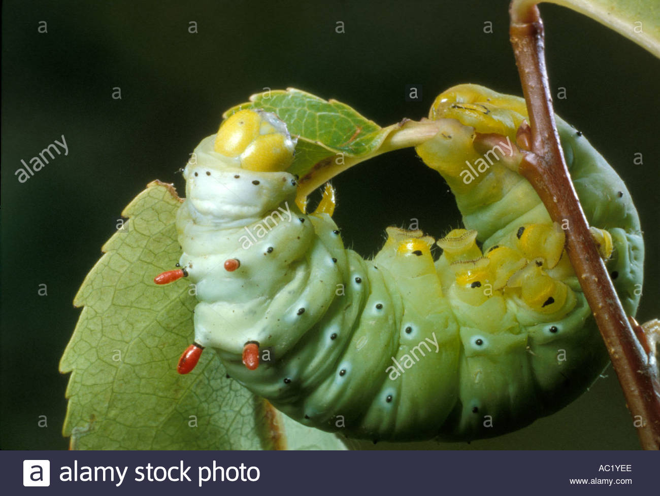 Promethea Moth High Resolution Stock Photography and Images - Alamy