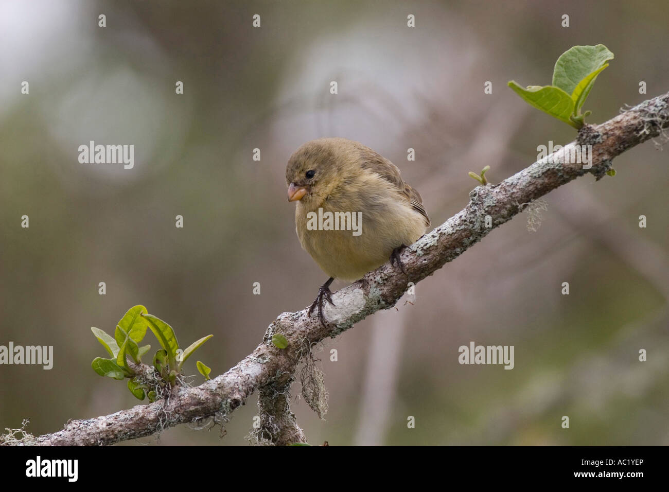 Small Tree Finch on Santa Cruz island Galapagos Stock Photo - Alamy