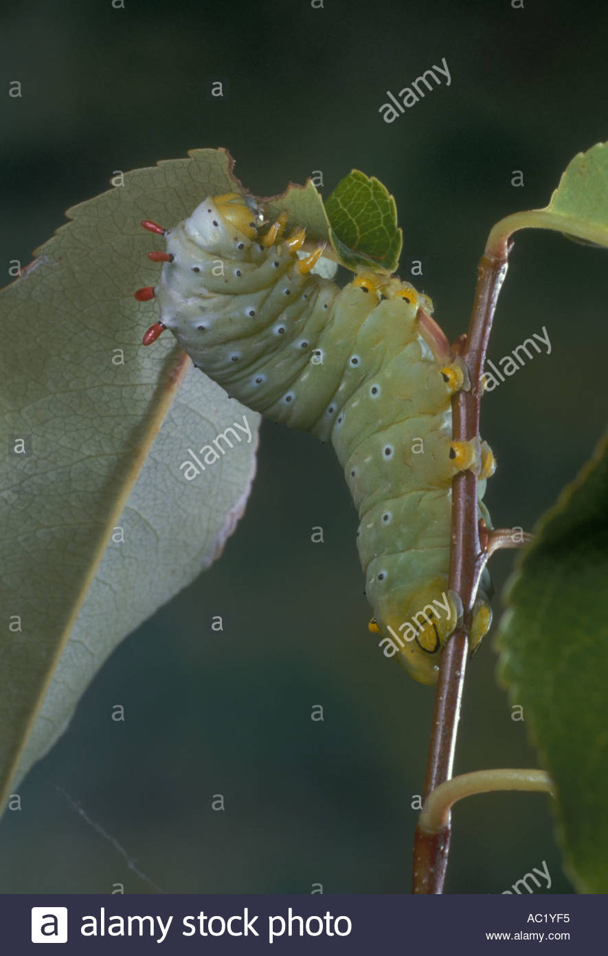 Promethea High Resolution Stock Photography and Images - Alamy