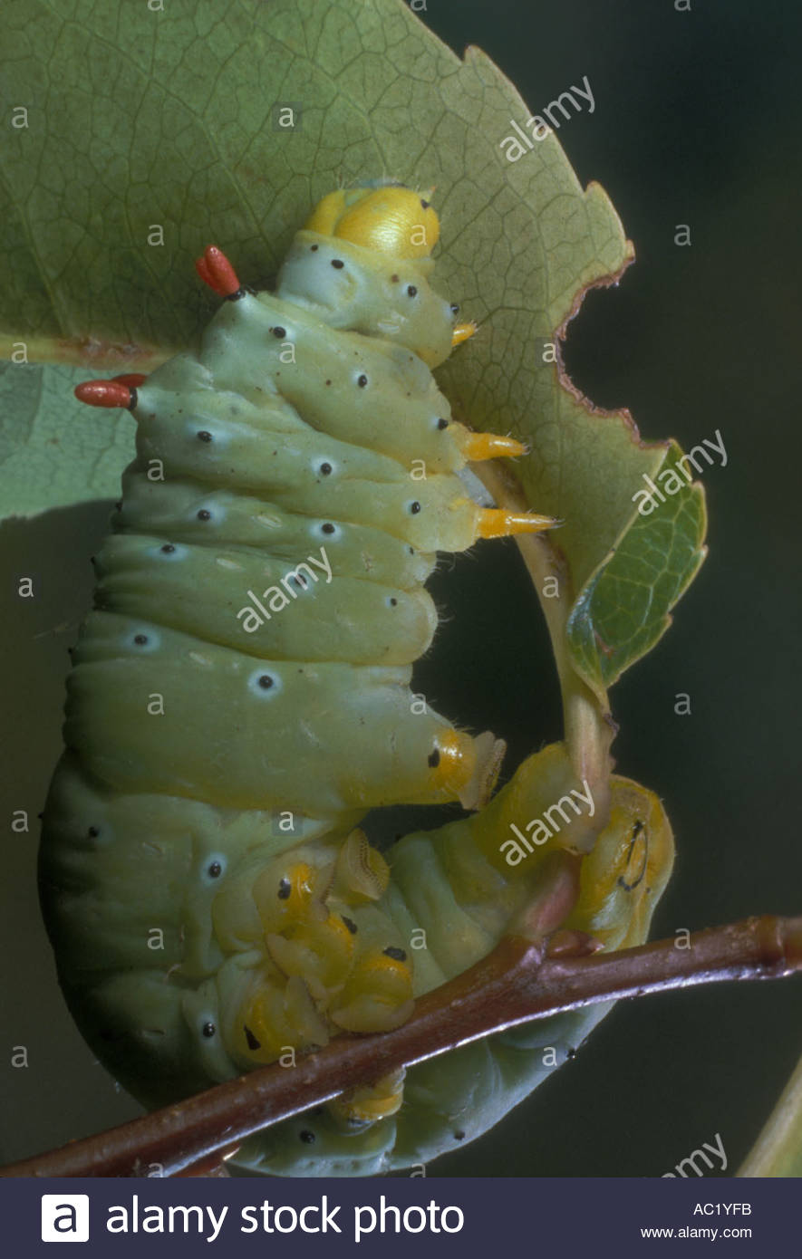 Promethea High Resolution Stock Photography and Images - Alamy