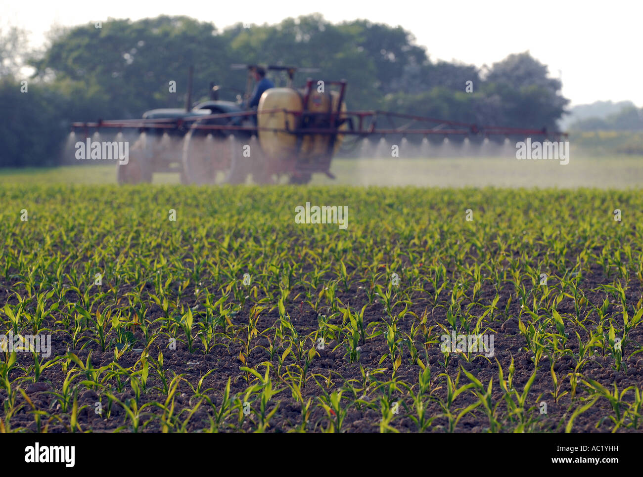 Tractor spraying insecticide on crops at farm Stock Photo - Alamy