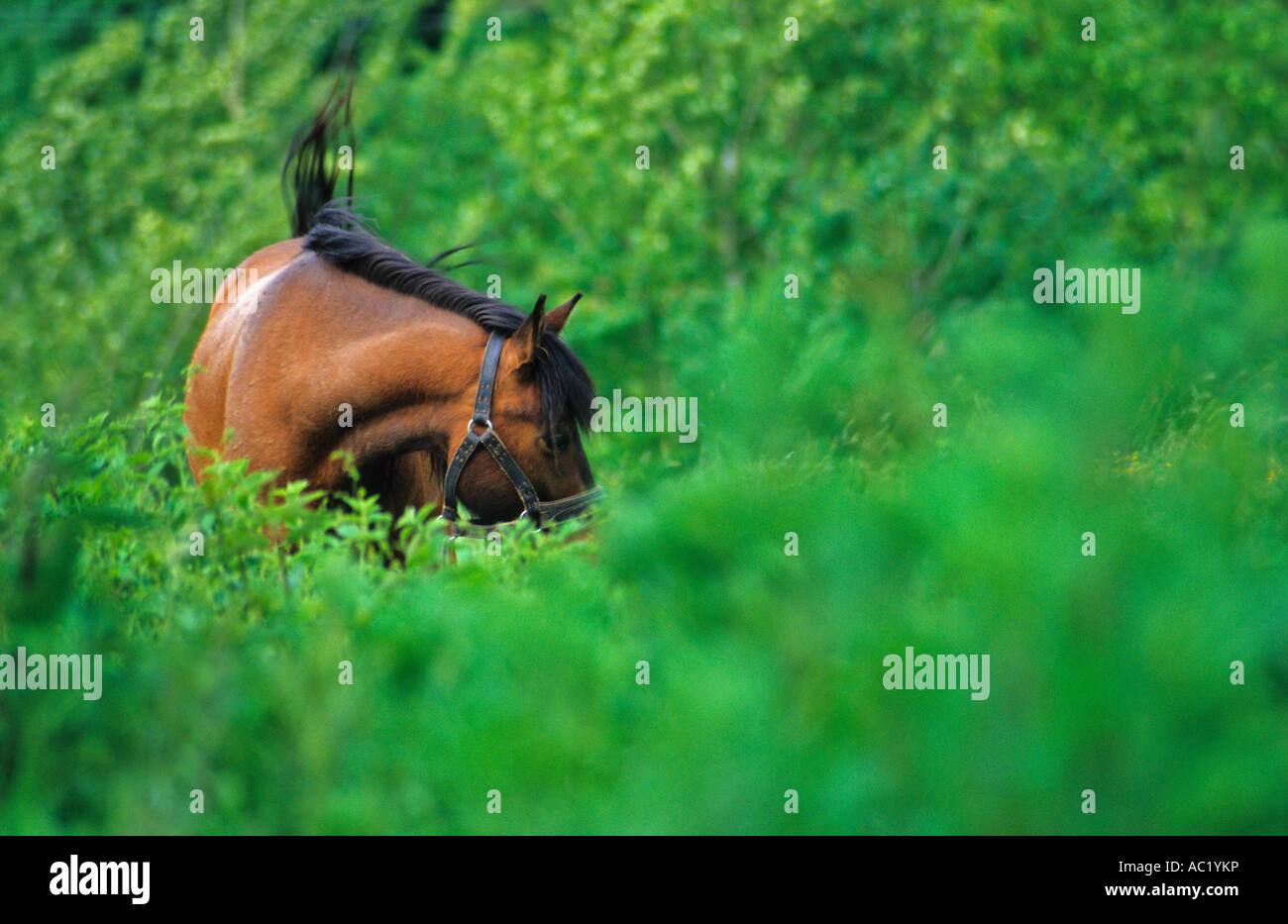 Workhorse in the green Stock Photo - Alamy