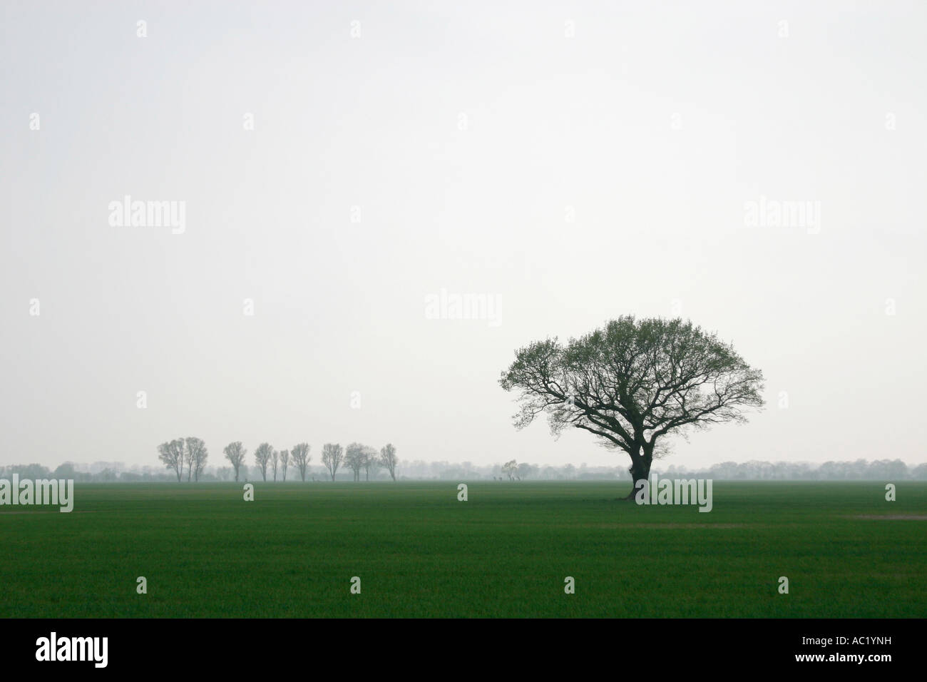 Trees in meadow Stock Photo - Alamy