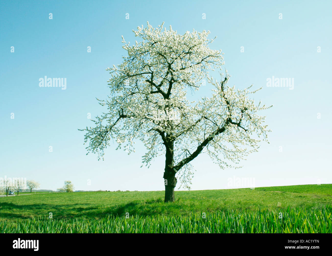 Cherry tree in meadow Stock Photo - Alamy