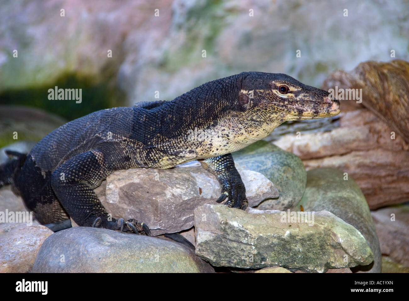 Malayan Water Monitor from south east Asia Stock Photo - Alamy