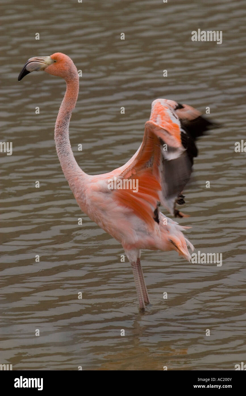 Flamingo flap wings hi-res stock photography and images - Alamy