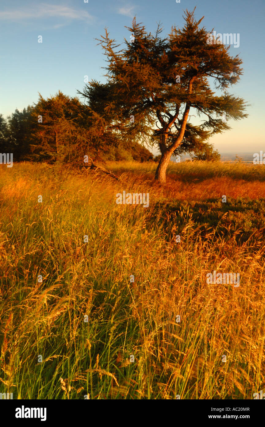 Trees, Sutton Bank, North Yorkshire Moors Stock Photo - Alamy