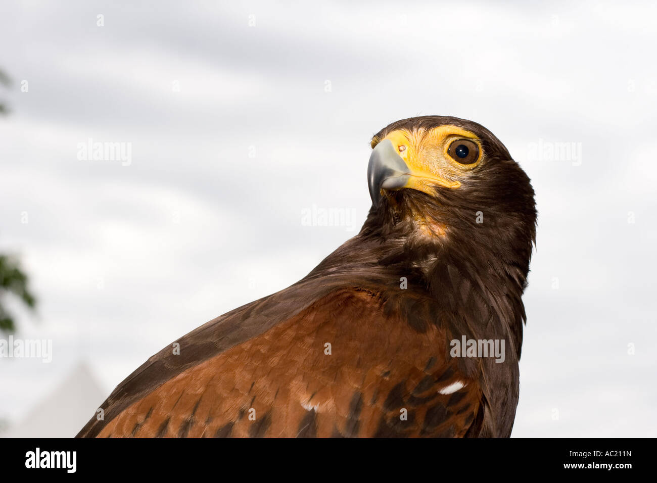 Closeup of a falcon Stock Photo - Alamy