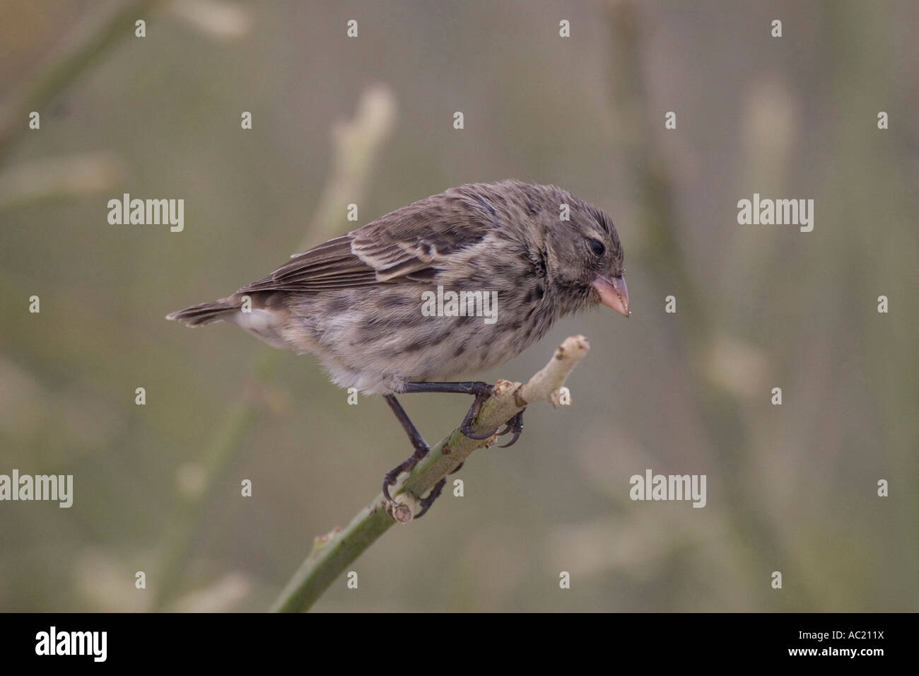 Small ground finch on Espanola in the galapagos islands Stock Photo - Alamy