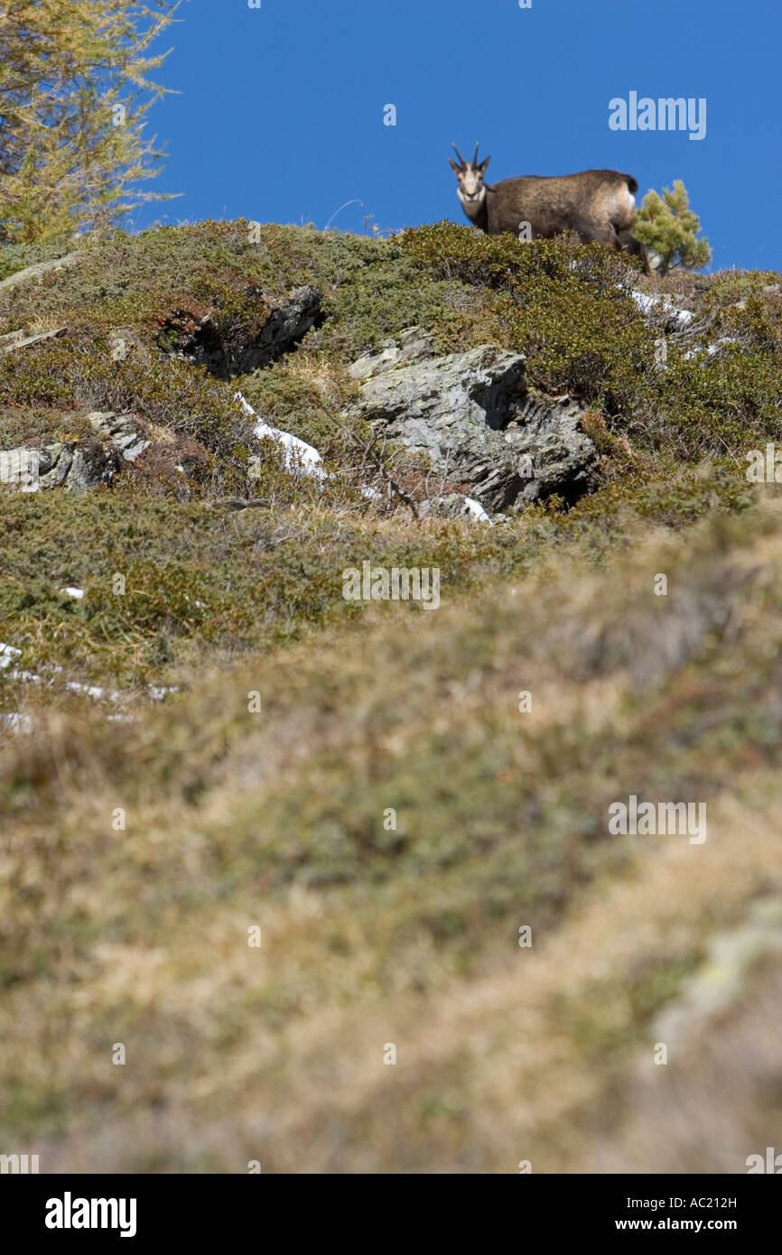 Chamoix above Martello valley, Alto Adige, Italy Stock Photo - Alamy
