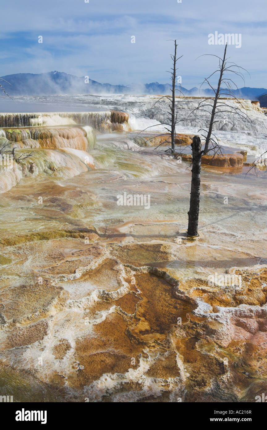 Travertine terraces and cascading hot water at Canary Spring Mammoth ...