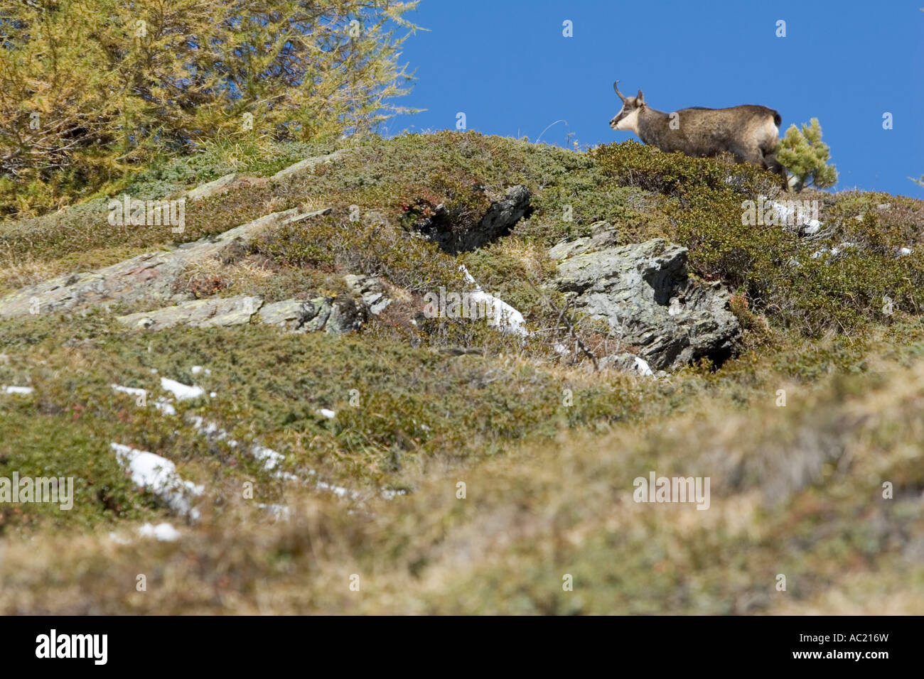 Chamoix above Martello valley, Alto Adige, Italy Stock Photo - Alamy