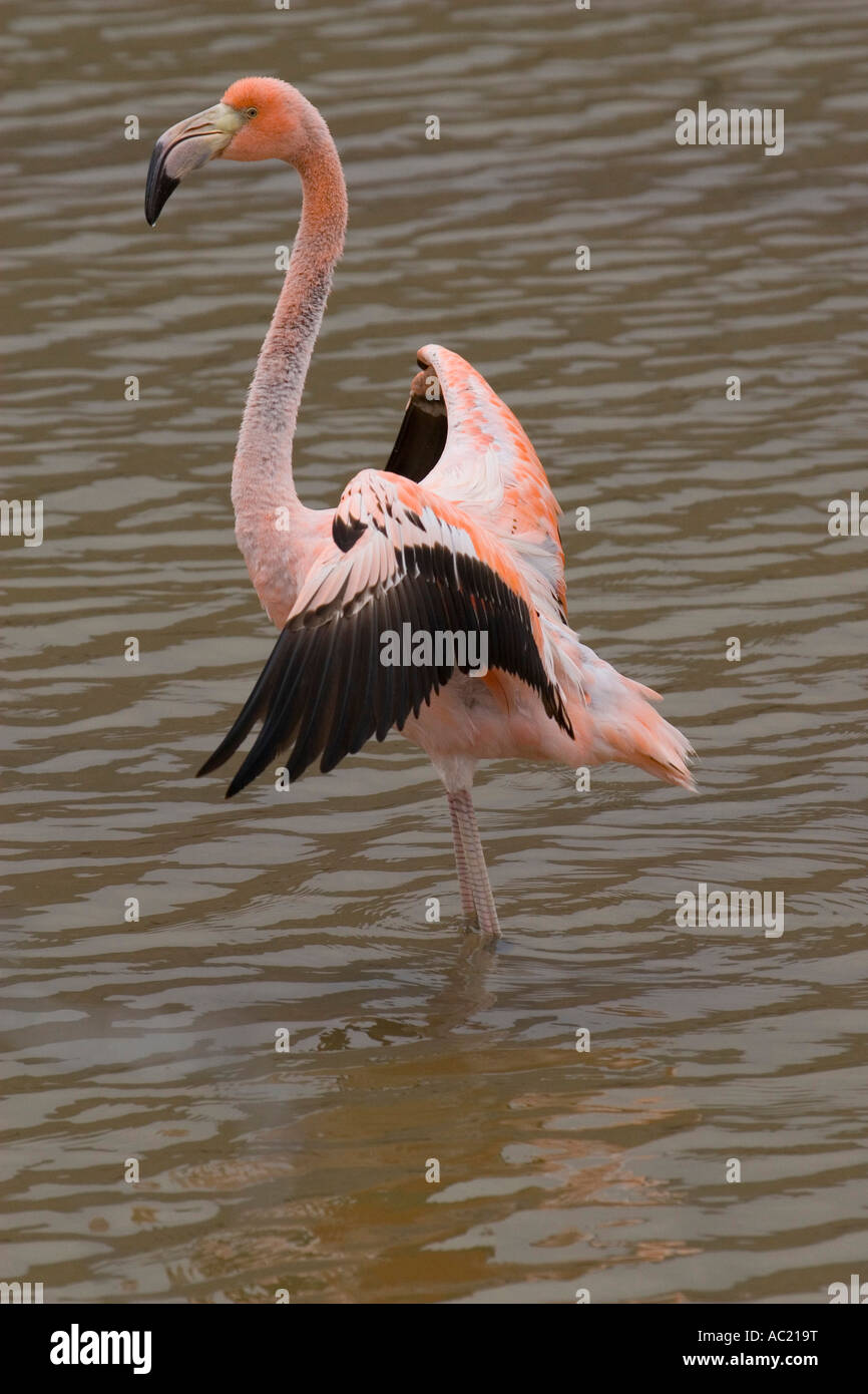 Greater Flamingo flapping wings Stock Photo - Alamy
