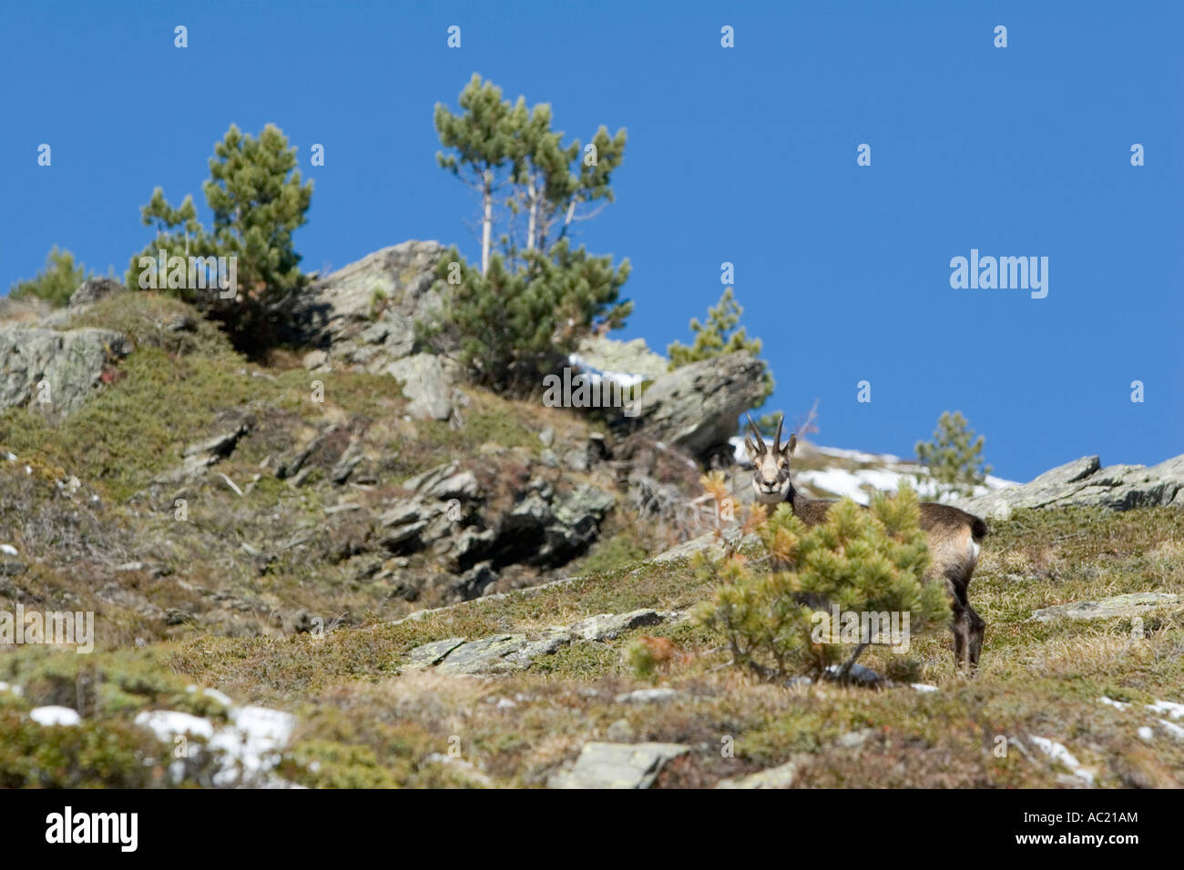 Chamoix above Martello valley, Alto Adige, Italy Stock Photo - Alamy