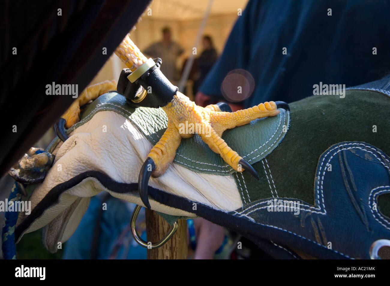 The foot and talons of a falcon resting on a falconer's arm at a ...