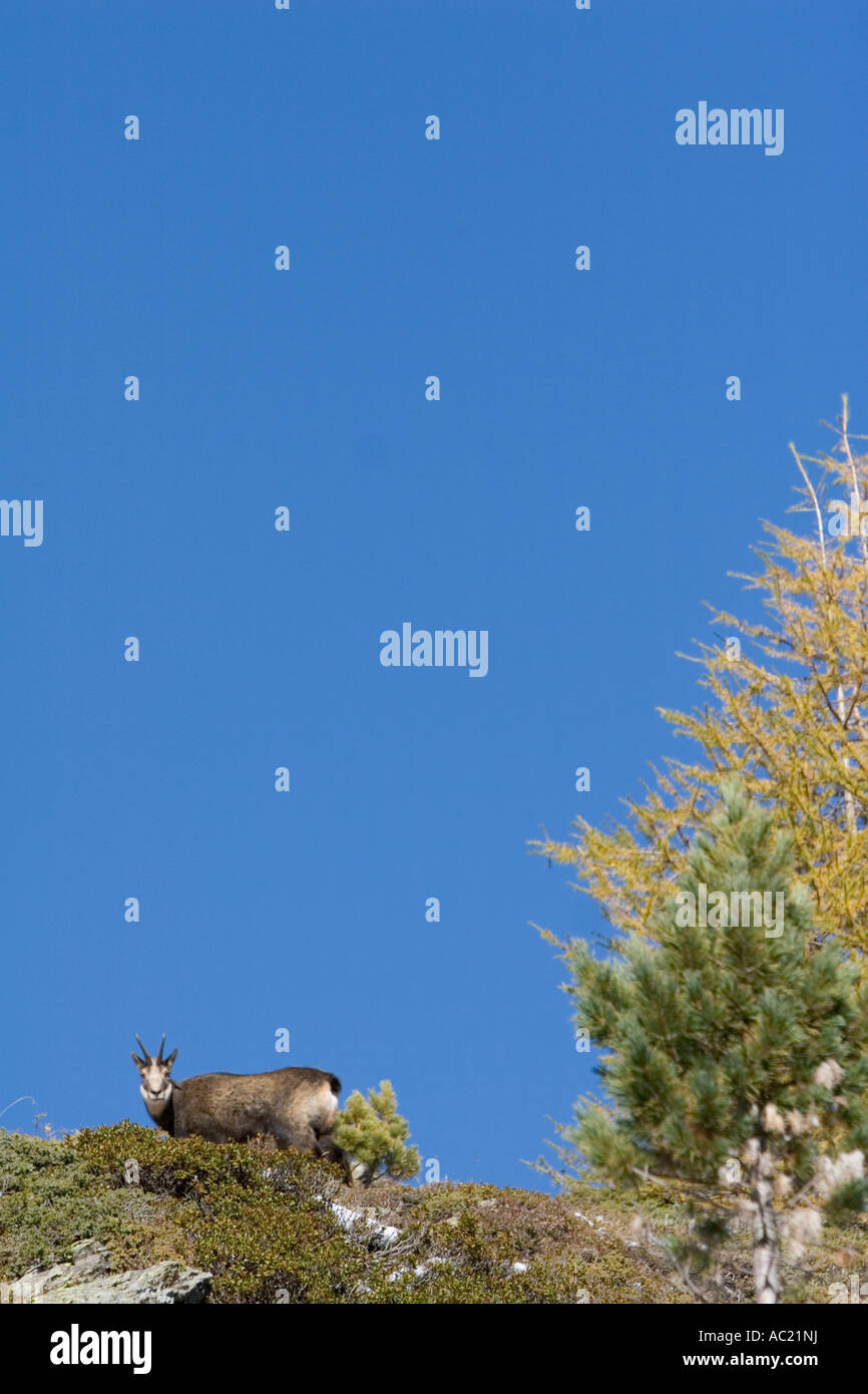 Chamoix above Martello valley, Alto Adige, Italy Stock Photo - Alamy