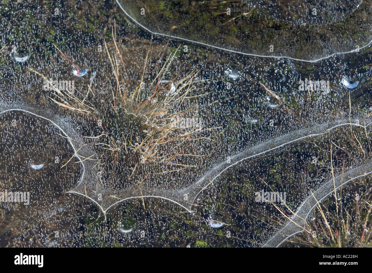 transparent ice on surface of shallow water Stock Photo - Alamy