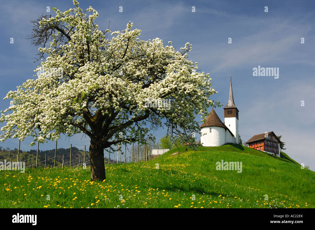 Blooming apple tree and Chapel St Johann Altendorf Schwyz Switzerland ...