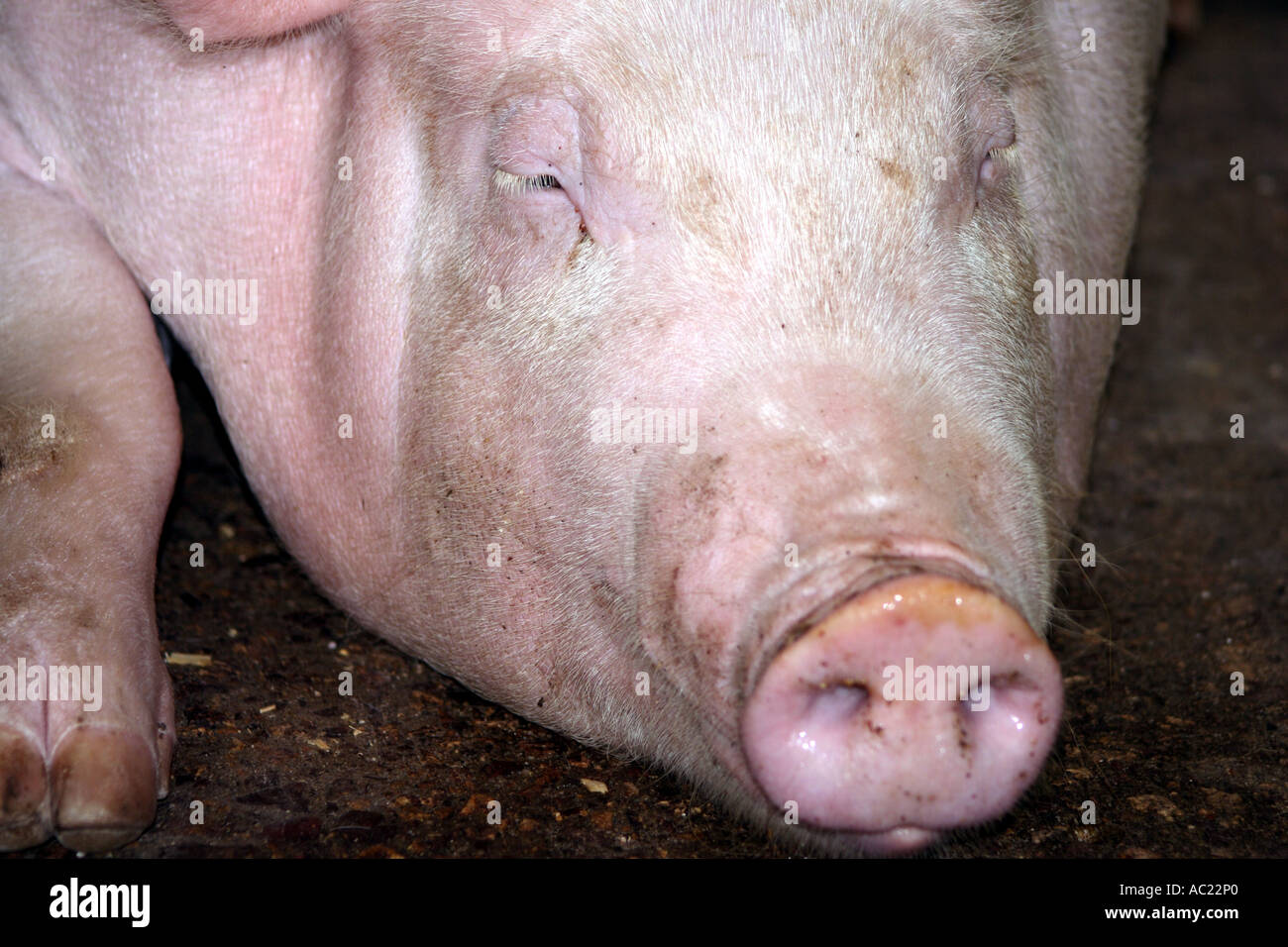 Swill pigs hi-res stock photography and images - Alamy
