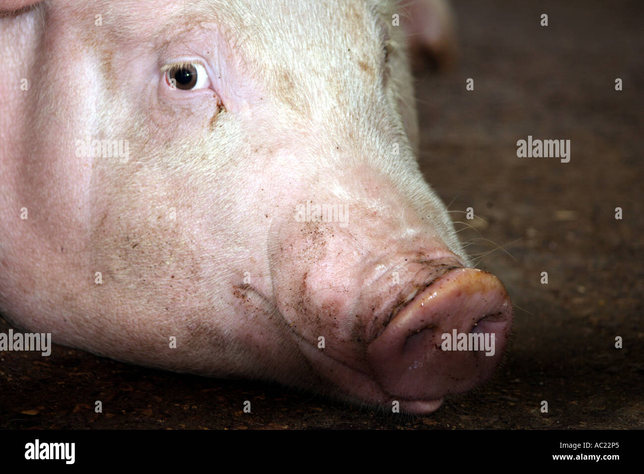 Swill pigs hi-res stock photography and images - Alamy
