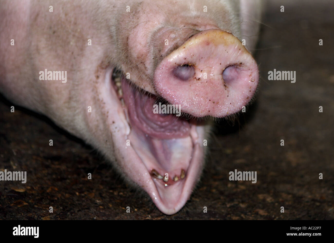 Swill pigs hi-res stock photography and images - Alamy