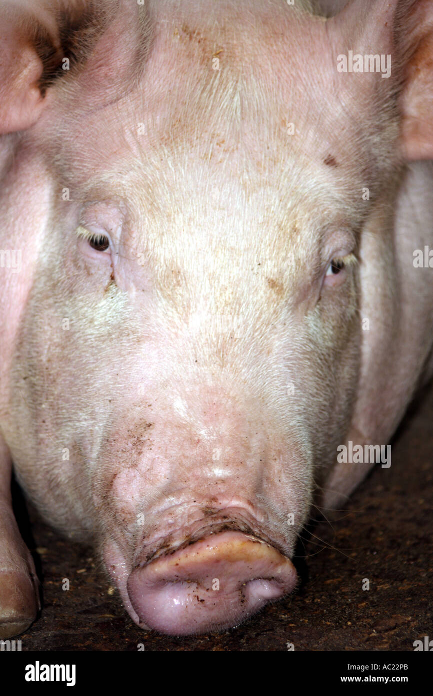 Swill pigs hi-res stock photography and images - Alamy