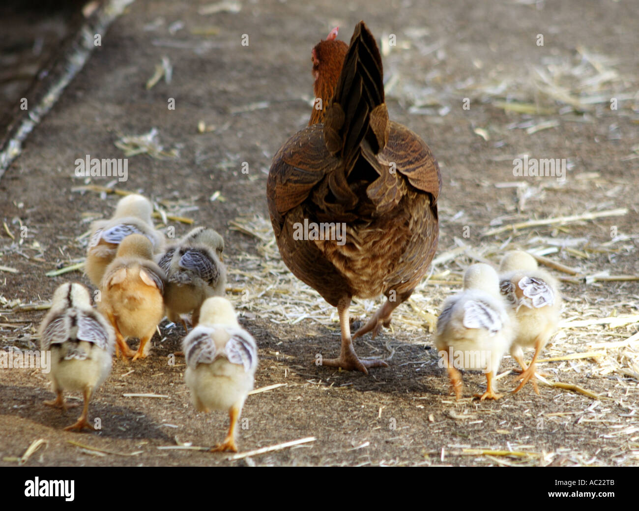MOTHER CHOOK AND CHICKENS GOING FOR A WALK HORIZONTAL BACK VIEW ...