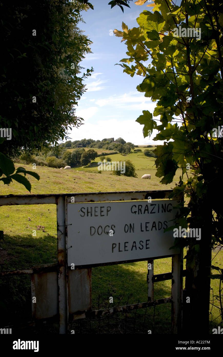 Sheep grazing dogs on leads sign on gate Stock Photo - Alamy