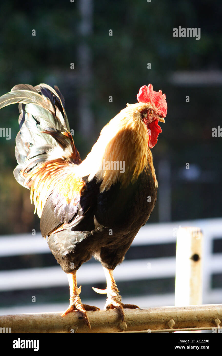 ROOSTER SITTING ON A FENCE VERTICAL BAPDA7767 Stock Photo - Alamy