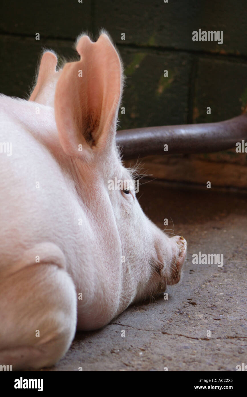 CLOSE UP BACK SIDE VIEW OF A PIG HEAD VERTICAL BAPDA7770 Stock Photo ...