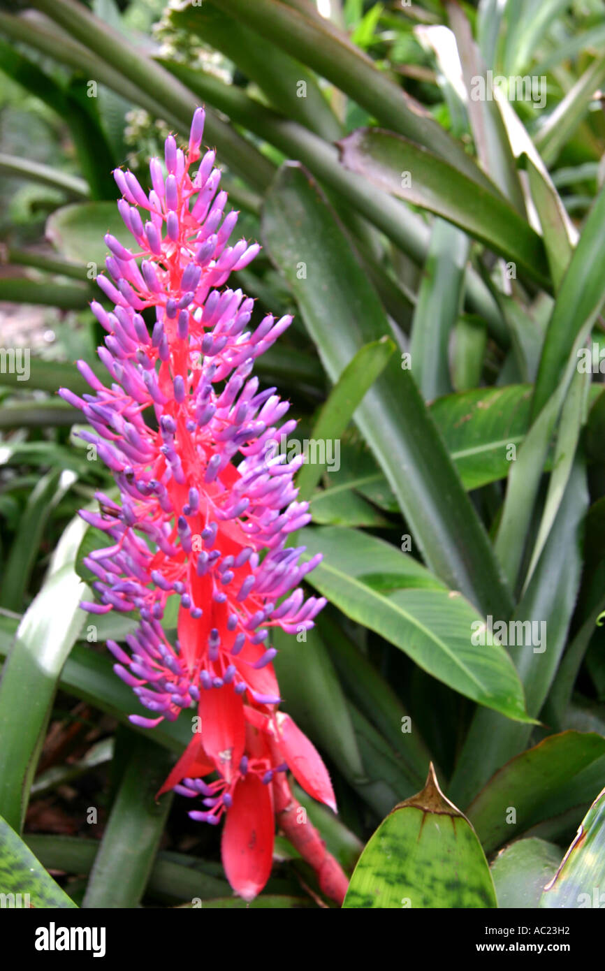 Exotic purple and red flowering plant at Tabacon Hot Springs resort in ...