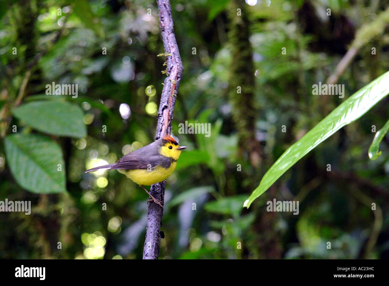 Yellow crowned redstart hi-res stock photography and images - Alamy