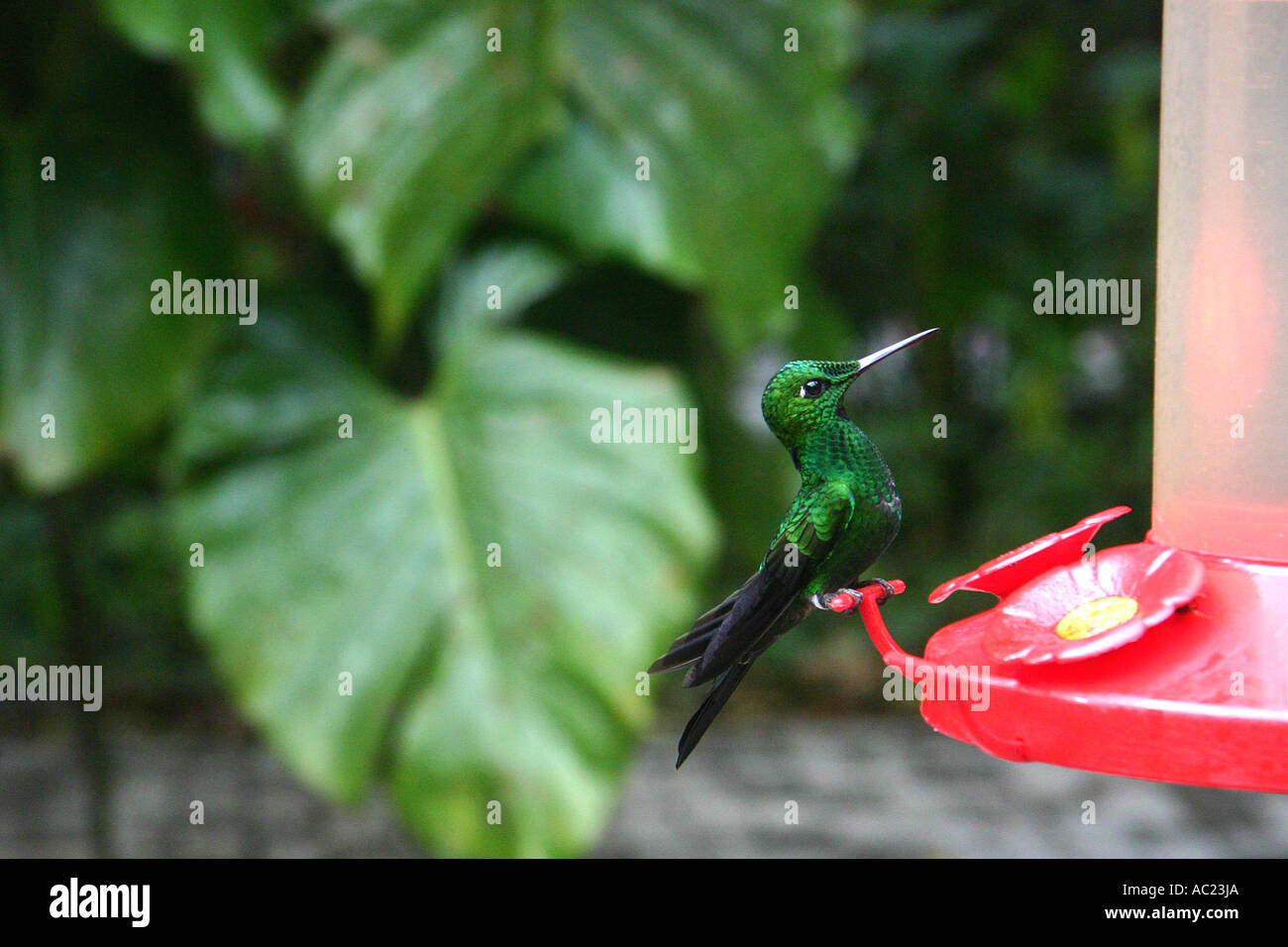 Tiniest green hummingbird in Costa Rica at a feeder with a black tail ...