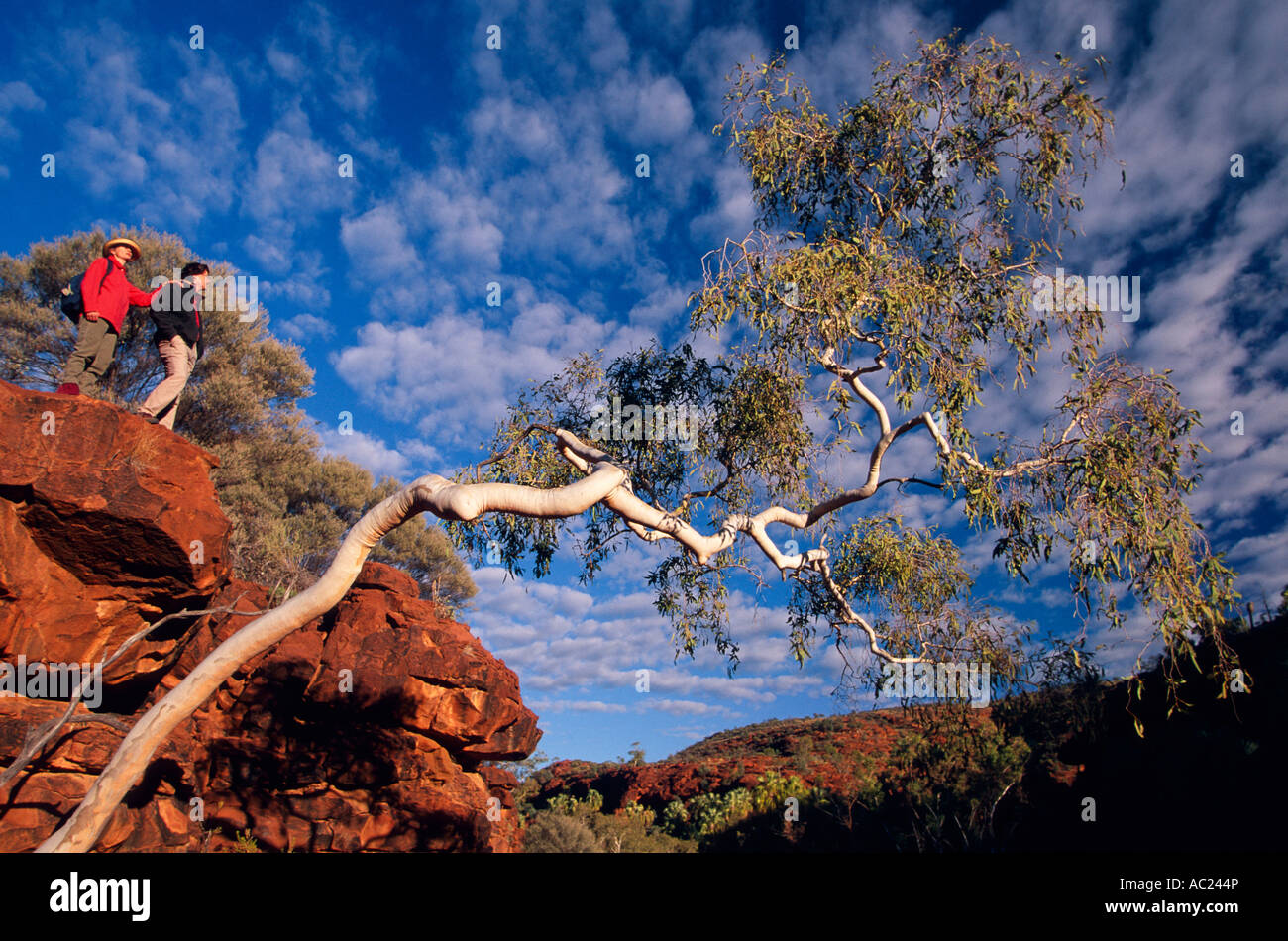 Palm Valley, Finke Gorge National Park, Northern Territory, Australia ...