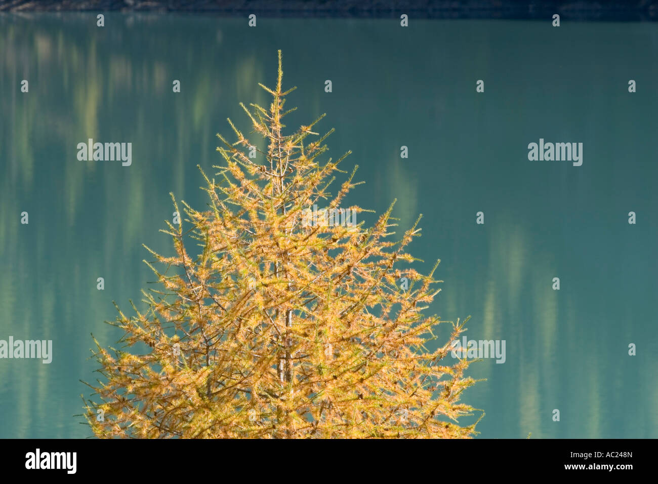 Larch on Gioveretto lake, Martell valley, Alto Adige, Italy Stock Photo ...