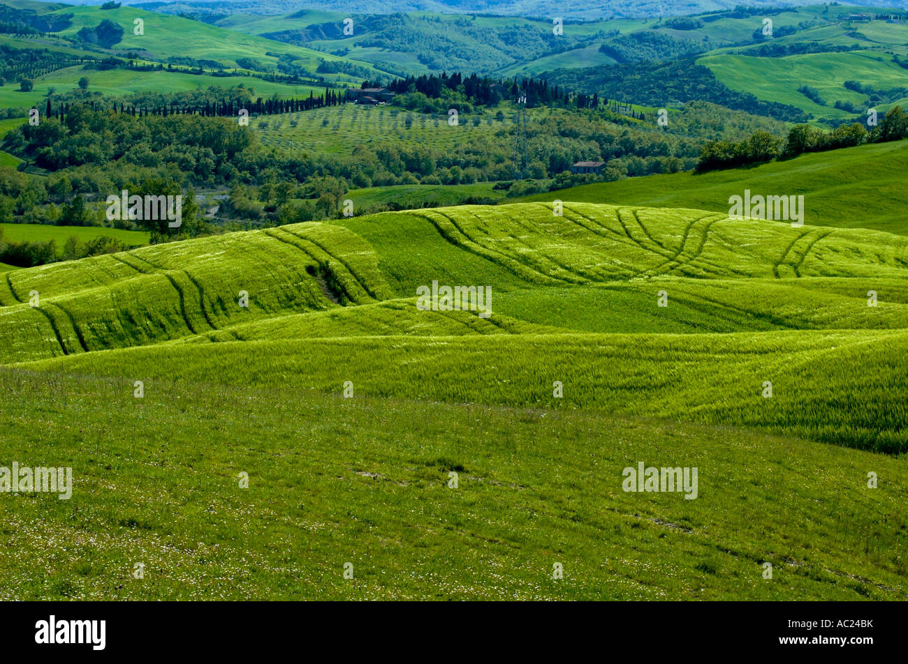 Green fields of wheat in Tuscany, Italy Stock Photo - Alamy