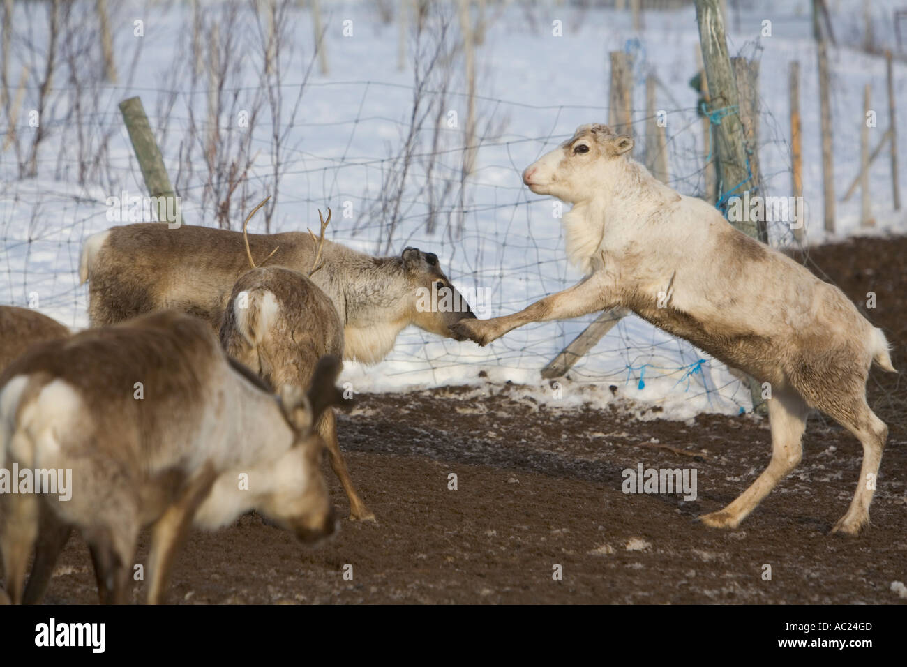 A jumping reindeer (Rangifer tarandus) in snowy Lapland Stock Photo - Alamy