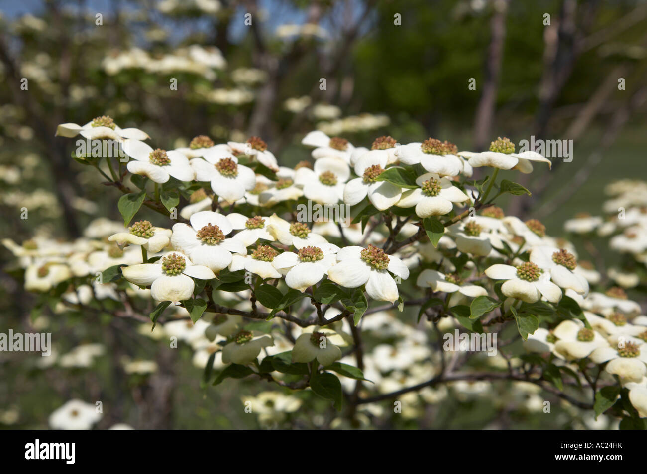 Cornus Aurora Dogwood