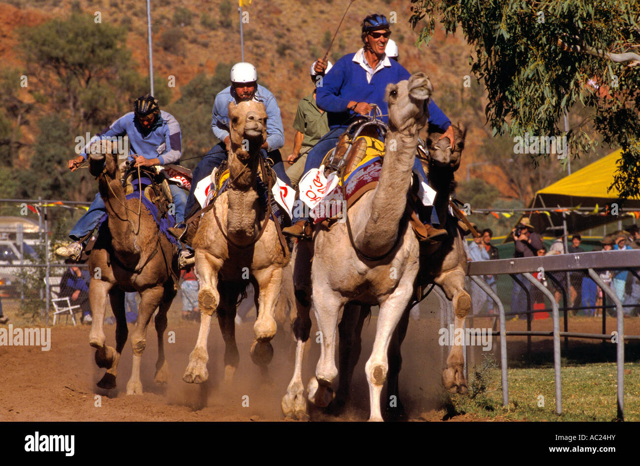 Camel Cup, Alice Springs, Northern Territory, Australia, Horizontal ...