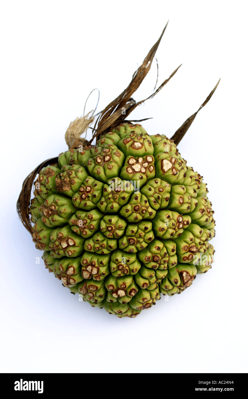 Knurled tree Cut Out Stock Images & Pictures - Alamy