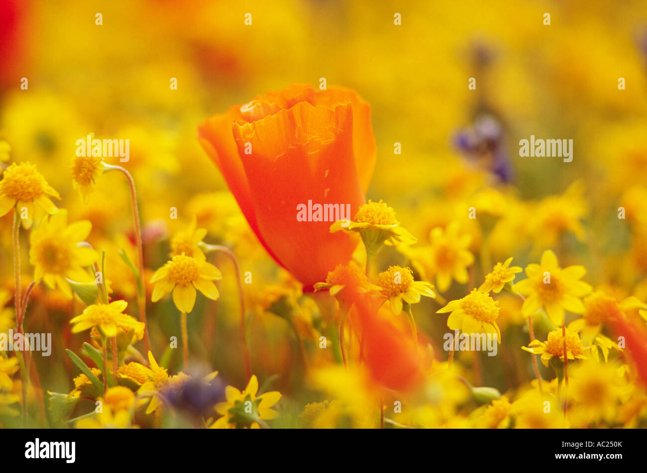 Orange and yellow flowers Stock Photo - Alamy