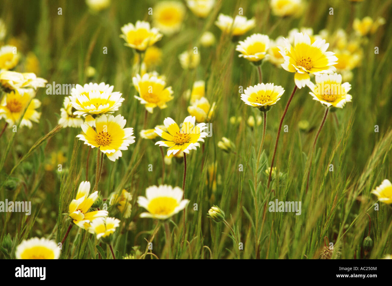Yellow white tipped flowers Stock Photo - Alamy