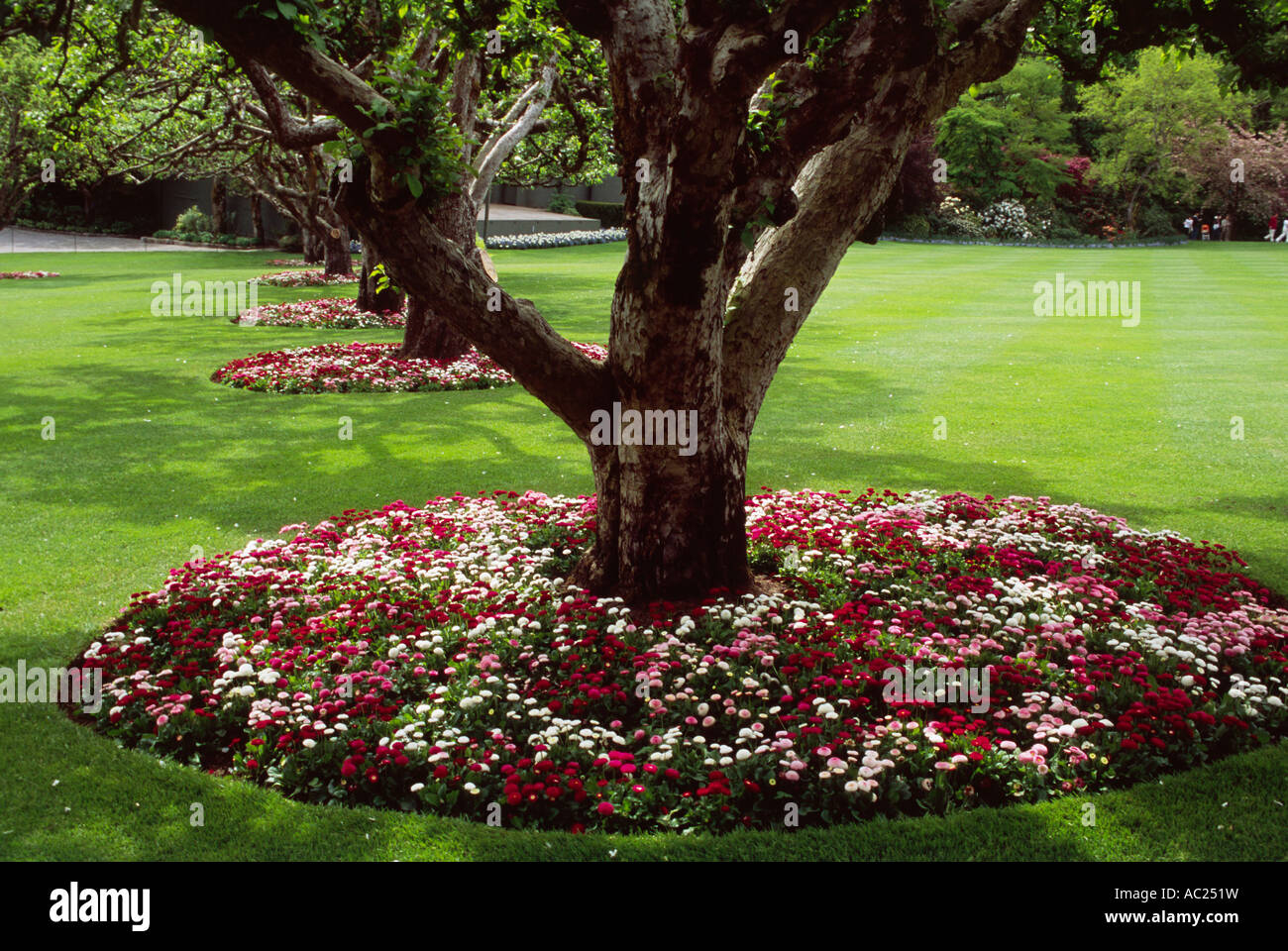 Row of trees with flowerbed surrounding base Stock Photo - Alamy