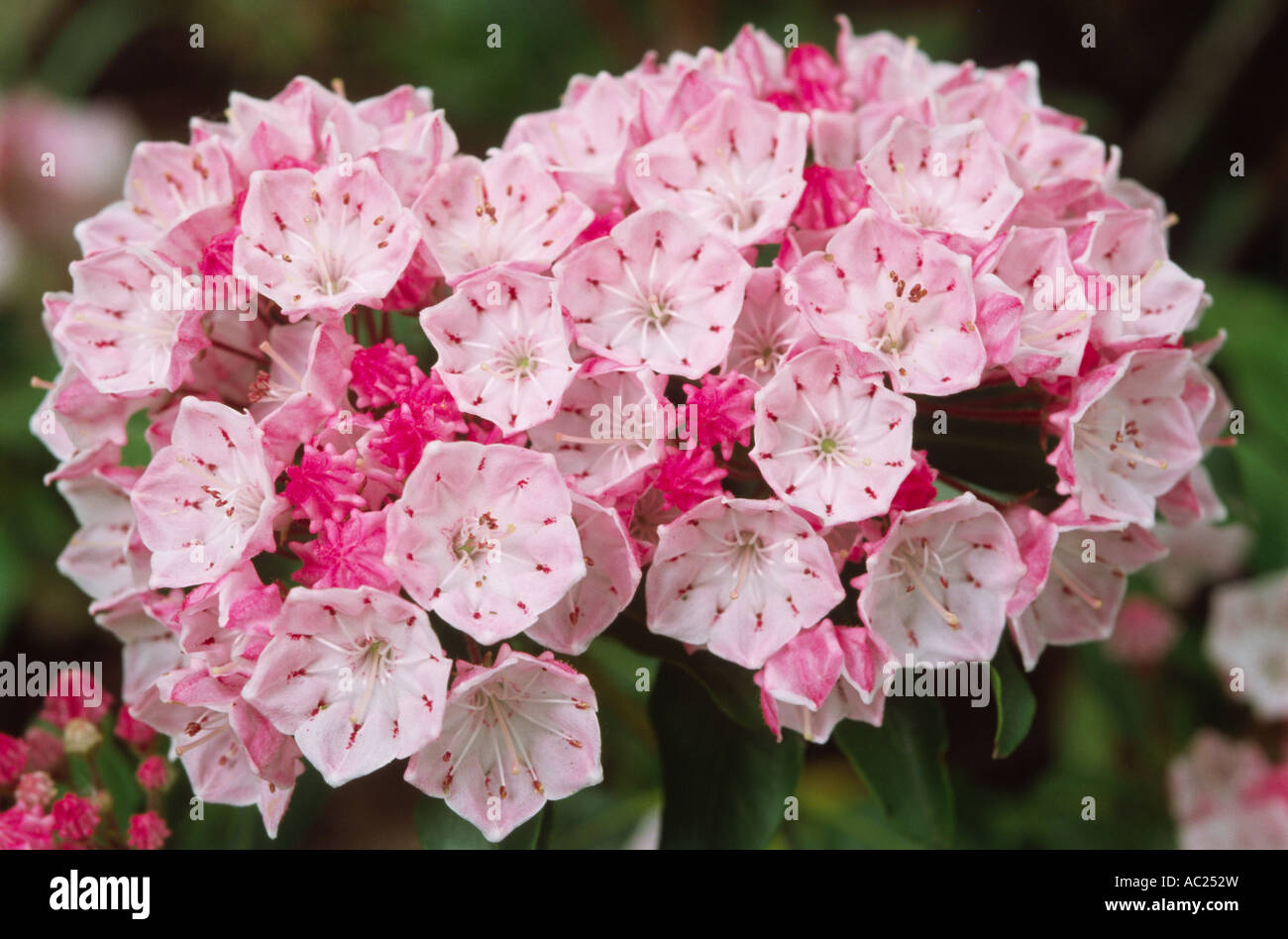 Sheep laurel hi-res stock photography and images - Alamy