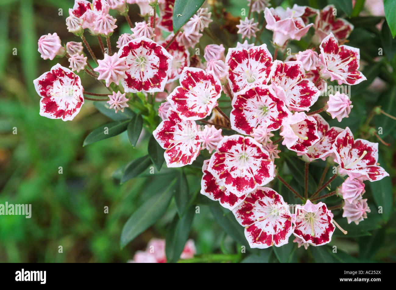Red spotted white flowers Stock Photo - Alamy