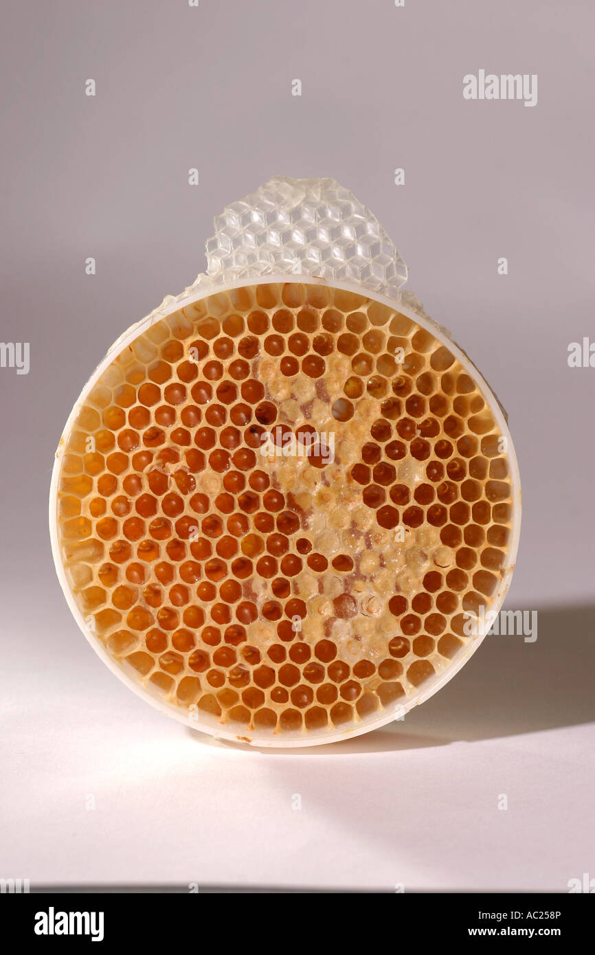 Ross Round comb honey Stock Photo - Alamy